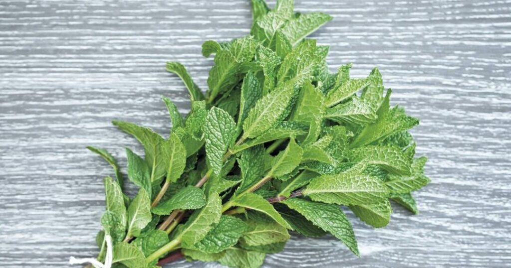 Beneficios del poleo menta para tu bienestar